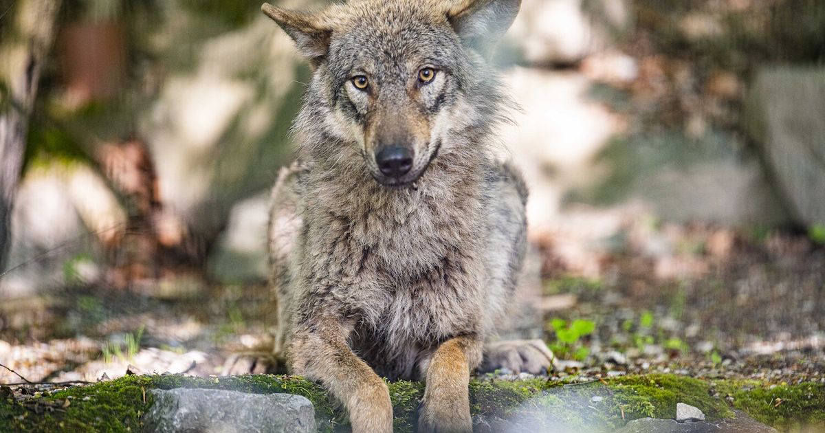 Drei neue Weibchen im Alpenzoo: Über Innsbruck heult wieder der Wolf ...