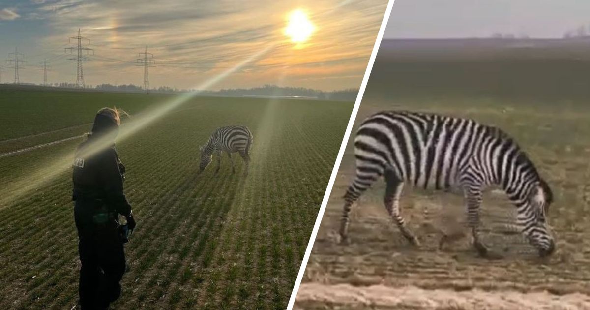 Skurriler Polizeieinsatz: Beamte mussten in Hessen entlaufenes Zebra ...