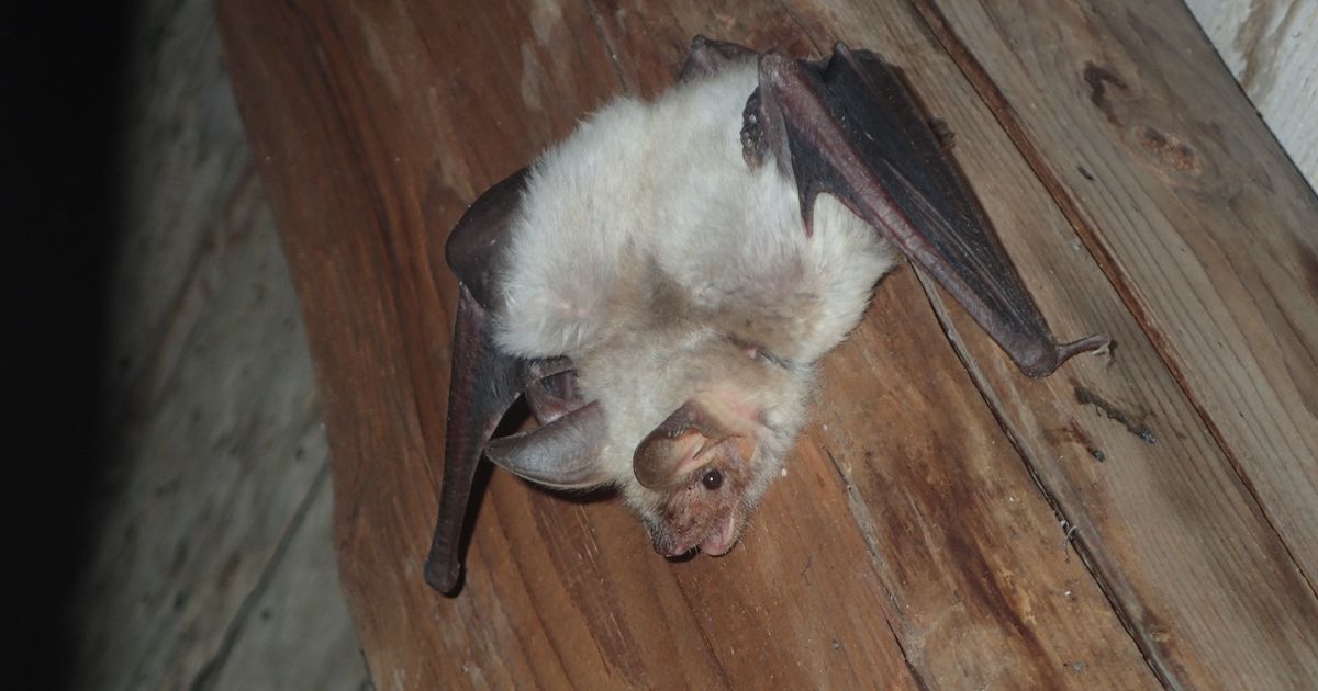 Freude über seltene weiße Fledermaus im Tiroler Oberland | Tiroler ...