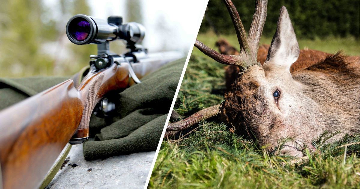 Aufregung um Rotwild-Jagd bei Gerlos: Elf Tiere blieben tagelang im ...