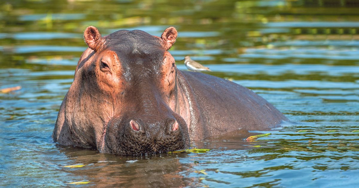Nilpferd: So süß und doch so wild! | Tiroler Tageszeitung – Aktuelle ...